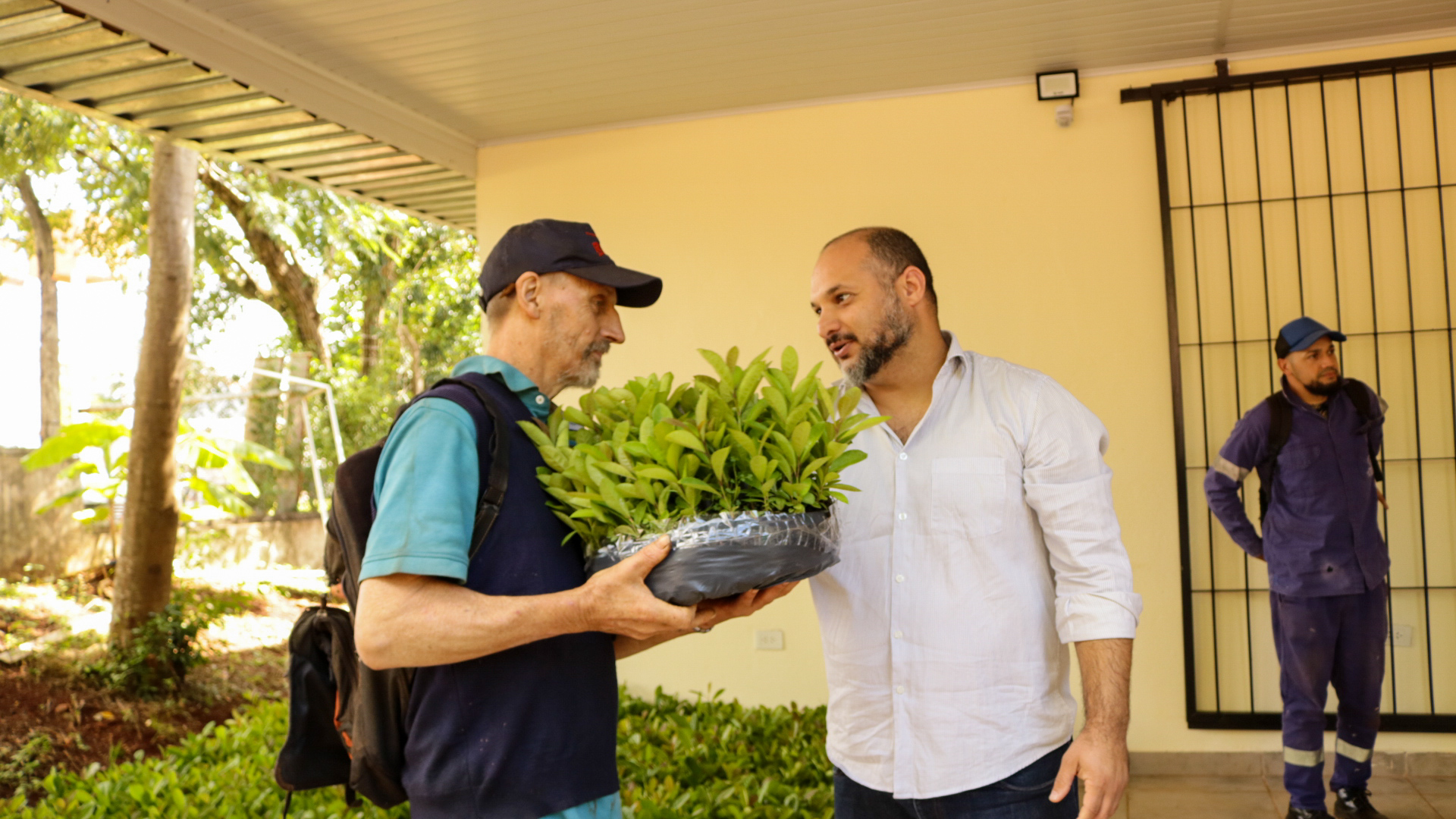 Entregarán 150 mil plantines de yerba mate a productores - Revista El Agro
